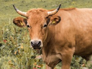EU boosts farm marketing to record levels. But beef funding sparks ...